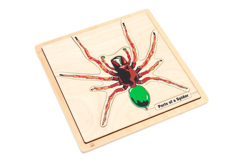 Parts of a Spider Puzzle With Nomenclature Cards (3-6) (printed ...