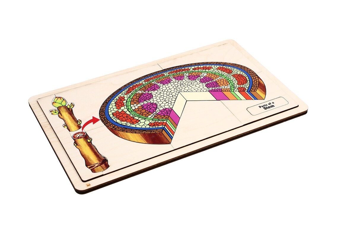 Parts of a Stem Puzzle Montessori Materials Montessori Puzzles Botany ...