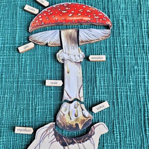 Montessori Parts of a Mushroom Puzzle | Montessori Botany Materials ...