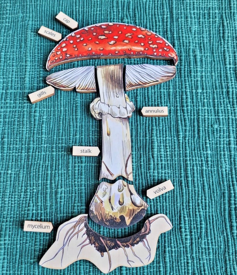 Montessori Parts of a Mushroom Puzzle | Montessori Botany Materials ...