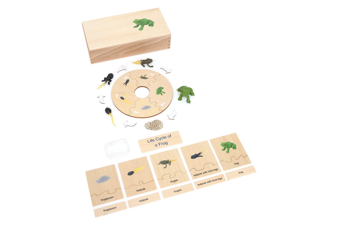 Life Cycle Set of a Frog - Montessori Life Cycle - Frog Life Cycle ...