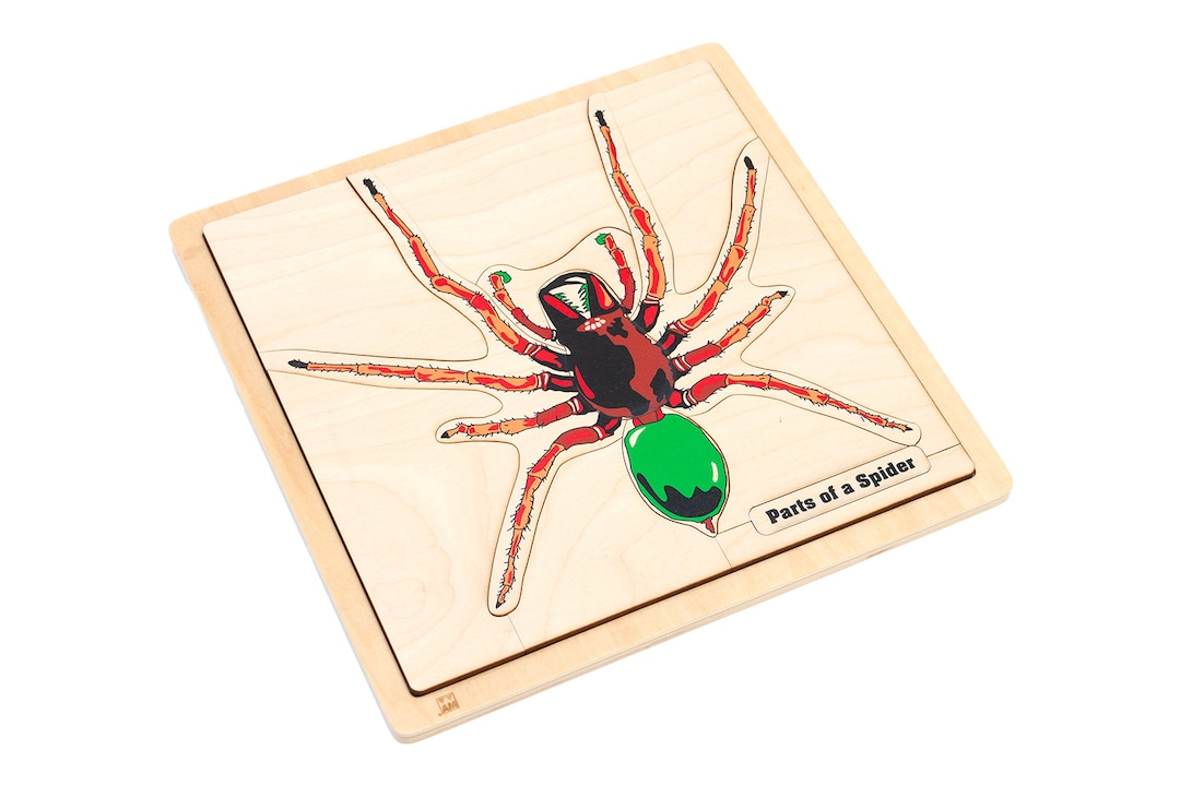 Parts of a Spider Puzzle With Nomenclature Cards (6-9) (printed ...
