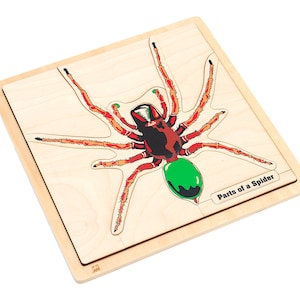 Parts of a Spider Puzzle With Nomenclature Cards (6-9) (printed ...