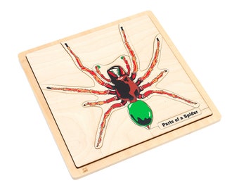 Montessori 3 Part Cards- Parts of a Spider - Etsy