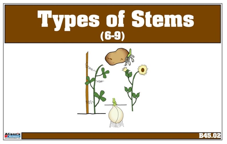 Types of Stems Puzzle With Nomenclature Cards 6-9 printed Montessori ...
