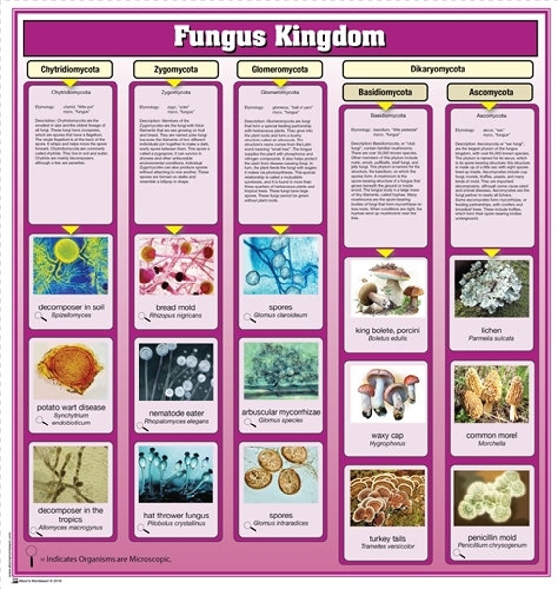 Fungus Kingdom Chart Complete Set Fungus Kingdom Printable - Etsy