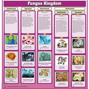 Fungus Kingdom Chart Complete Set | Fungus Kingdom Printable ...