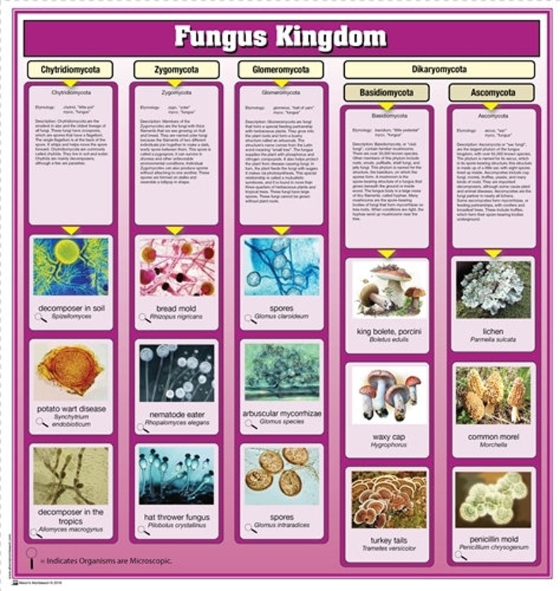 Fungus Kingdom Chart Complete Set | Fungus Kingdom Printable ...