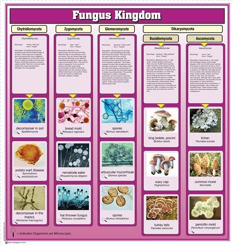 Fungus Kingdom Chart Complete Set | Fungus Kingdom Printable ...
