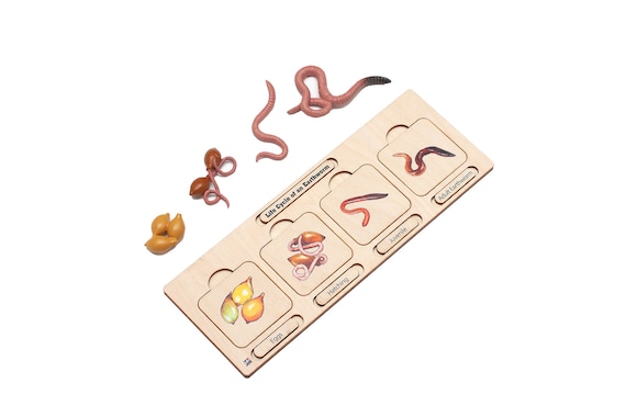 Life Cycle of an Earthworm Life Cycle Puzzle: Earthworm - Etsy