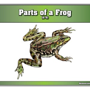Parts of a Frog Puzzle With Nomenclature Cards (6-9) | Montessori ...
