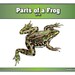 Parts of a Frog Puzzle With Nomenclature Cards 6-9 - Etsy