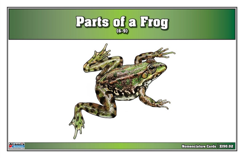 Parts of a Frog Puzzle With Nomenclature Cards 6-9 - Etsy
