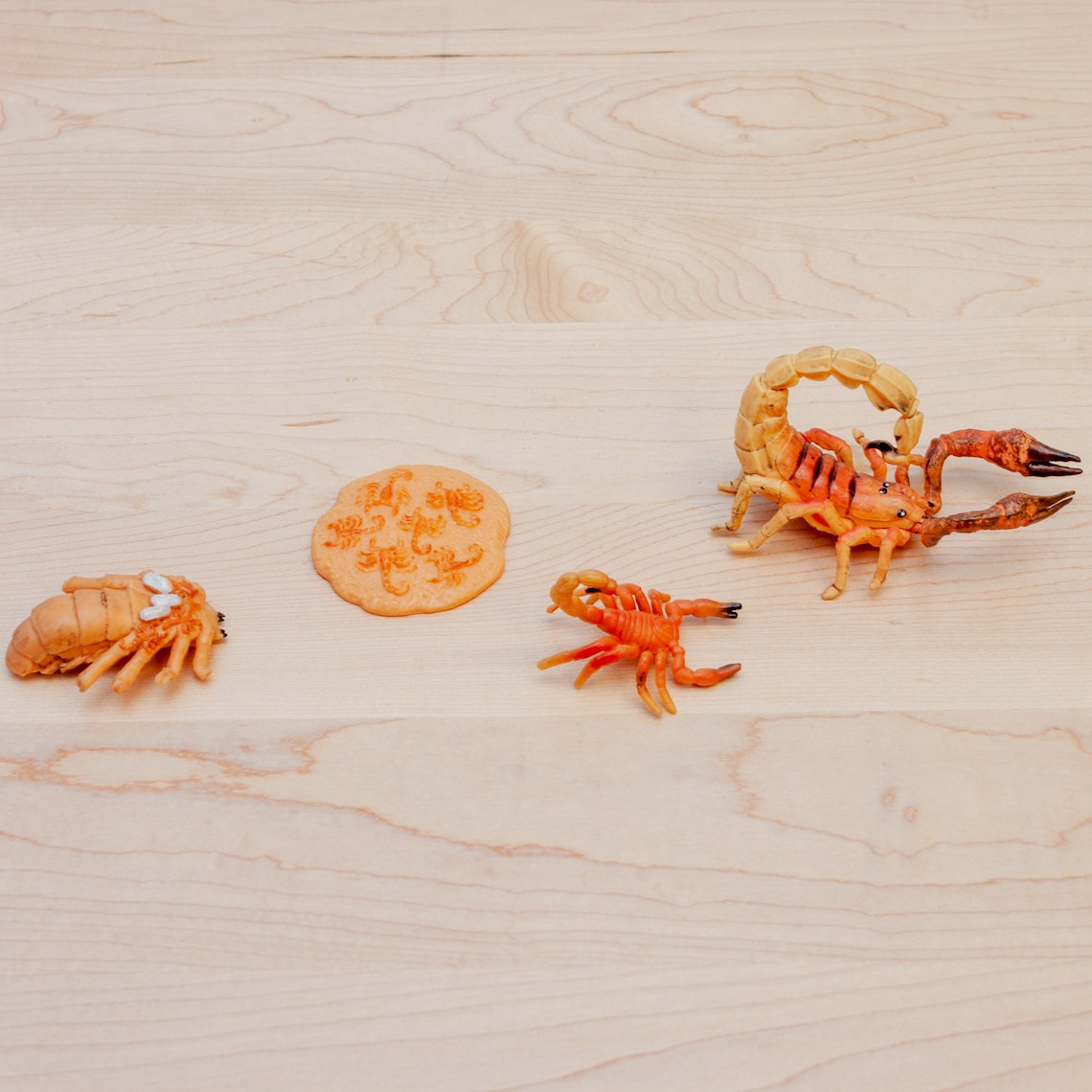Wooden Life Cycle Set: Scorpion Montessori Puzzles Montessori Life ...