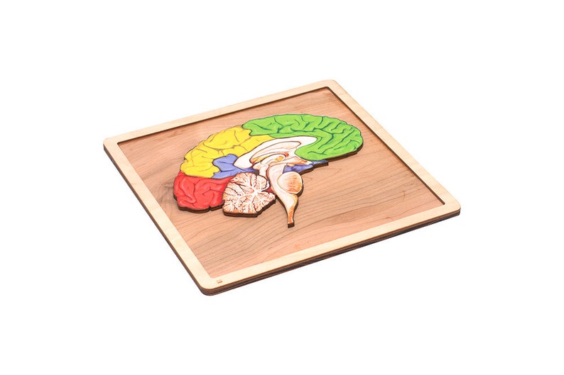 Montessori Parts of a Human Brain Puzzle - Montessori Science Materials ...