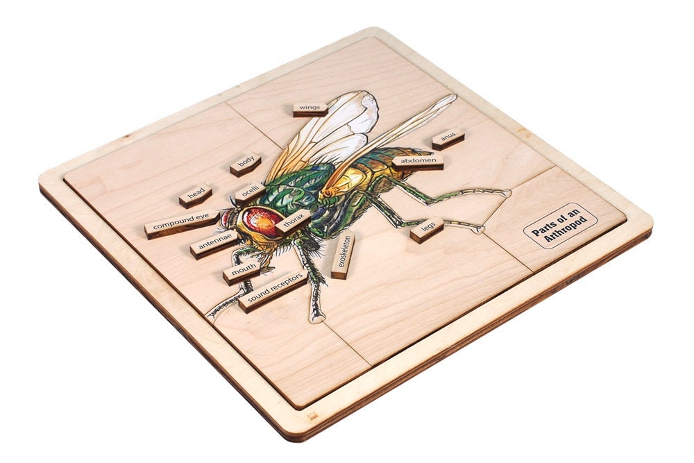 Parts of an Arthropod Puzzle With Nomenclature Cards (3-6) | Montessori ...