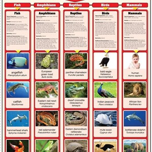 Animal Kingdom Chart Complete Set | Montessori Chart | Science Chart ...