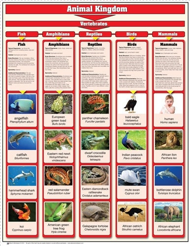 Animal Kingdom Chart Complete Set | Montessori Chart | Science Chart ...