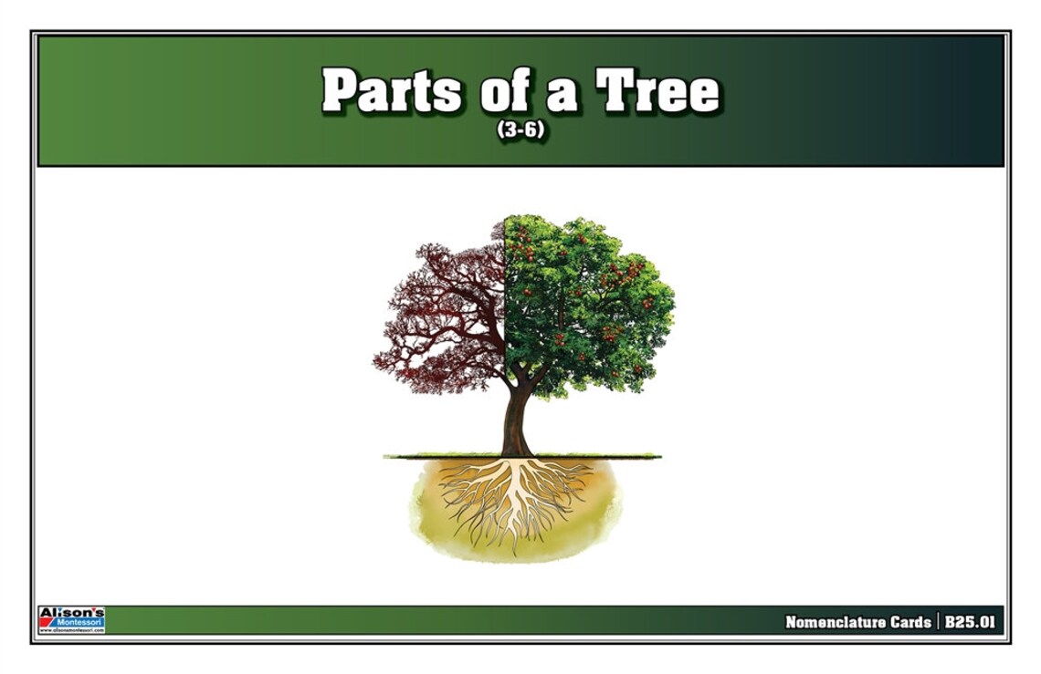 Parts of a Tree Puzzle With Nomenclature Cards printed 3-6 Montessori ...
