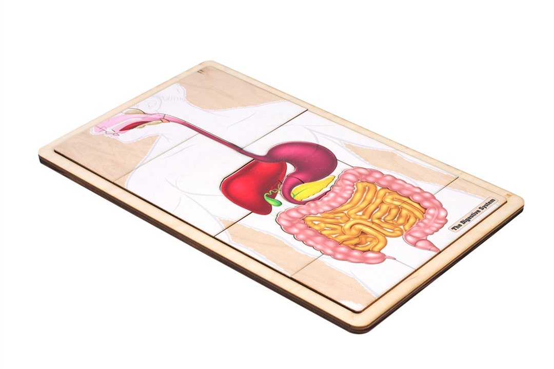 The Digestive System Puzzle With Nomenclature Cards 6-9 Montessori ...