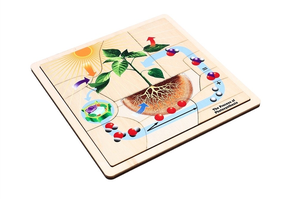 The Process of Photosynthesis Puzzle With Nomenclature Cards (6-9 ...