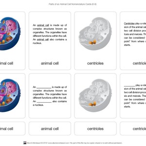 Parts of an Animal Cell Puzzle With Nomenclature Cards (6-9 ...