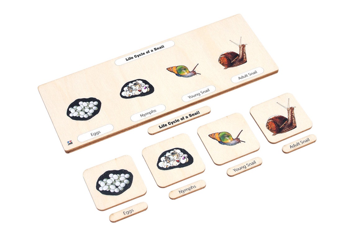 Wooden Life Cycle Set: Snail | Montessori Puzzles | Montessori Life ...