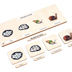 Wooden Life Cycle Set: Snail | Montessori Puzzles | Montessori Life ...