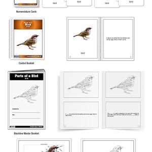 Parts of a Bird Puzzle With Nomenclature Cards (6-9) | Montessori ...