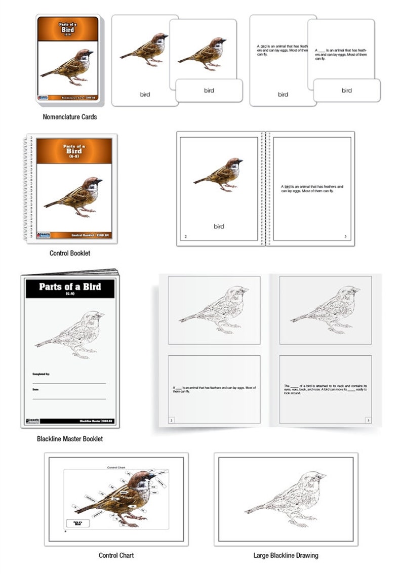 Parts of a Bird Puzzle With Nomenclature Cards 6-9 Montessori Materials ...