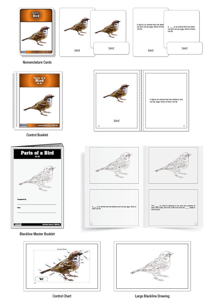 Parts of a Bird Puzzle With Nomenclature Cards 6-9 Montessori Materials ...