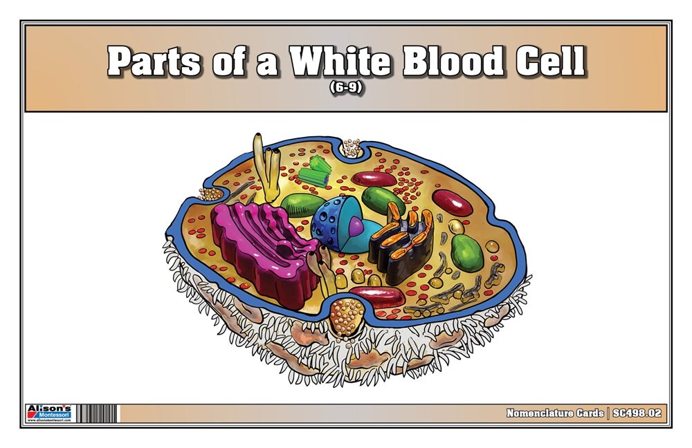 Parts of a White Blood Cell Puzzle With Nomenclature Cards - Etsy