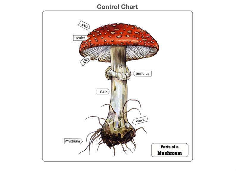 Parts of a Mushroom Puzzle With Nomenclature Cards (3-6) | Montessori ...