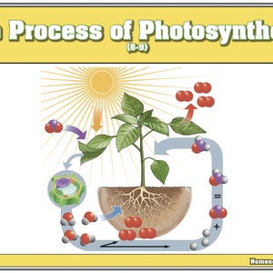 The Process of Photosynthesis Puzzle With Nomenclature Cards 6-9 ...