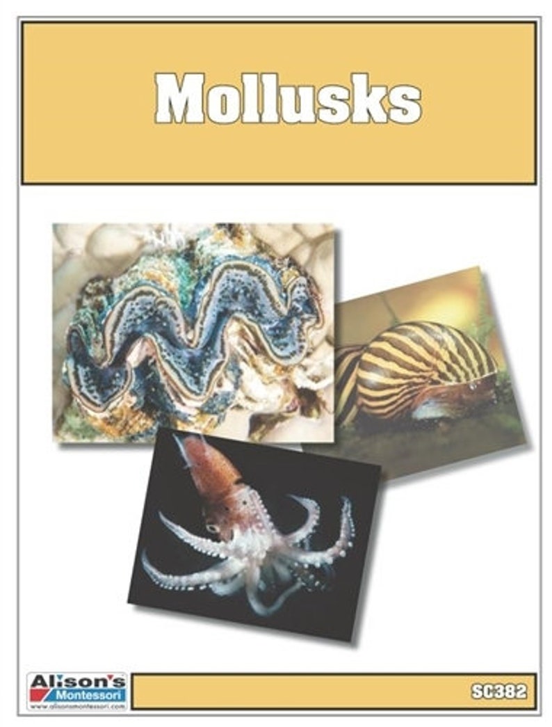 Parts of a Mollusk Puzzle With Nomenclature Cards (3-6) | Montessori ...
