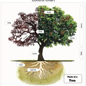 Parts of a Tree Puzzle With Nomenclature Cards (printed) (6-9 ...