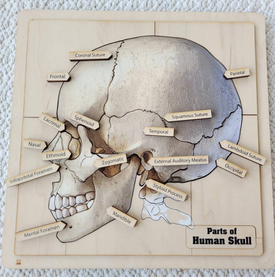 Parts of Human Skull Puzzle Montessori Science Puzzle - Etsy