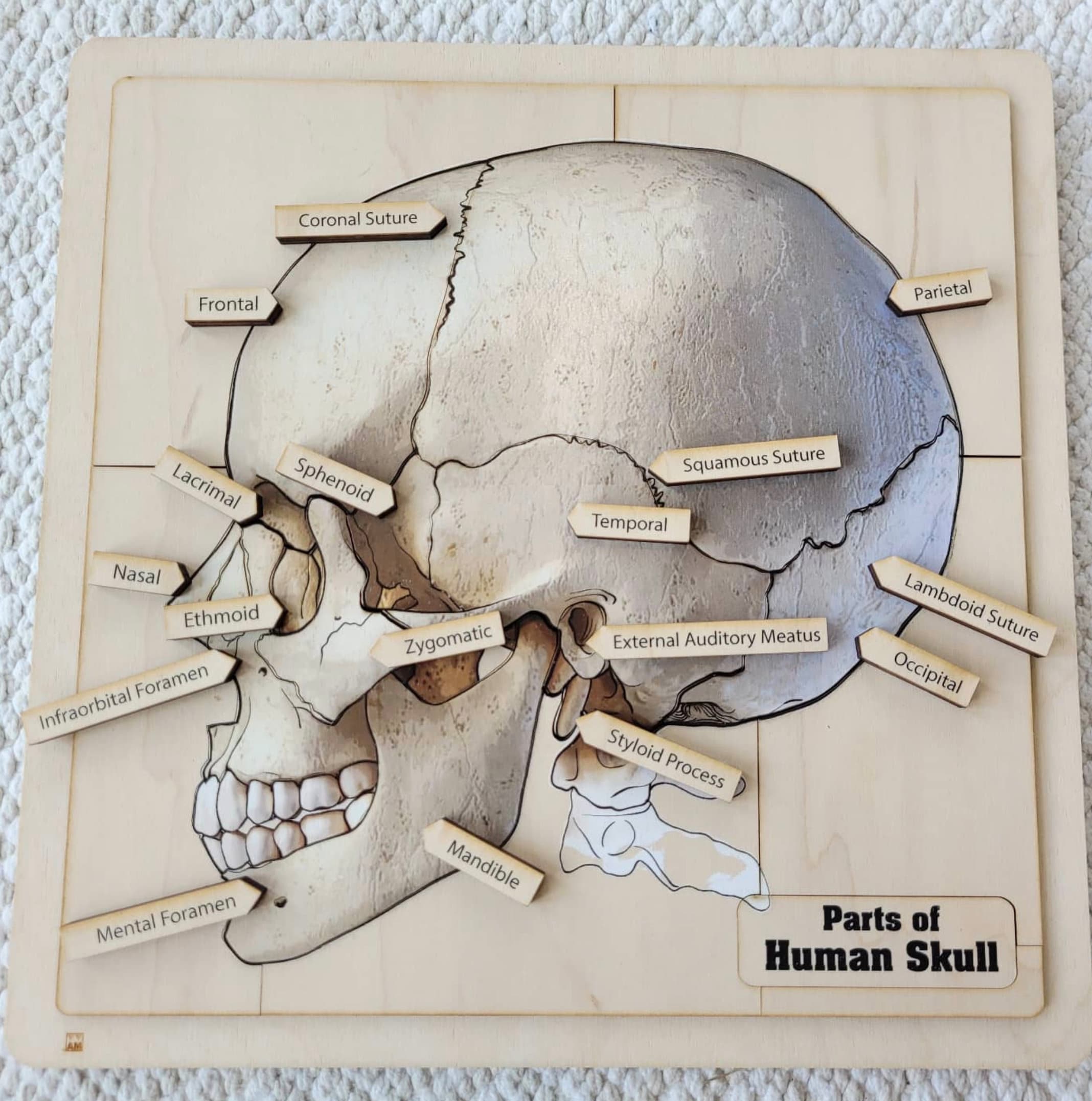 Parts of Human Skull Puzzle Montessori Science Puzzle - Etsy