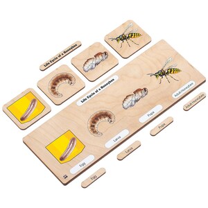 Wooden Life Cycle of a Bee Puzzle | Life Cycle Learning | Zoology ...