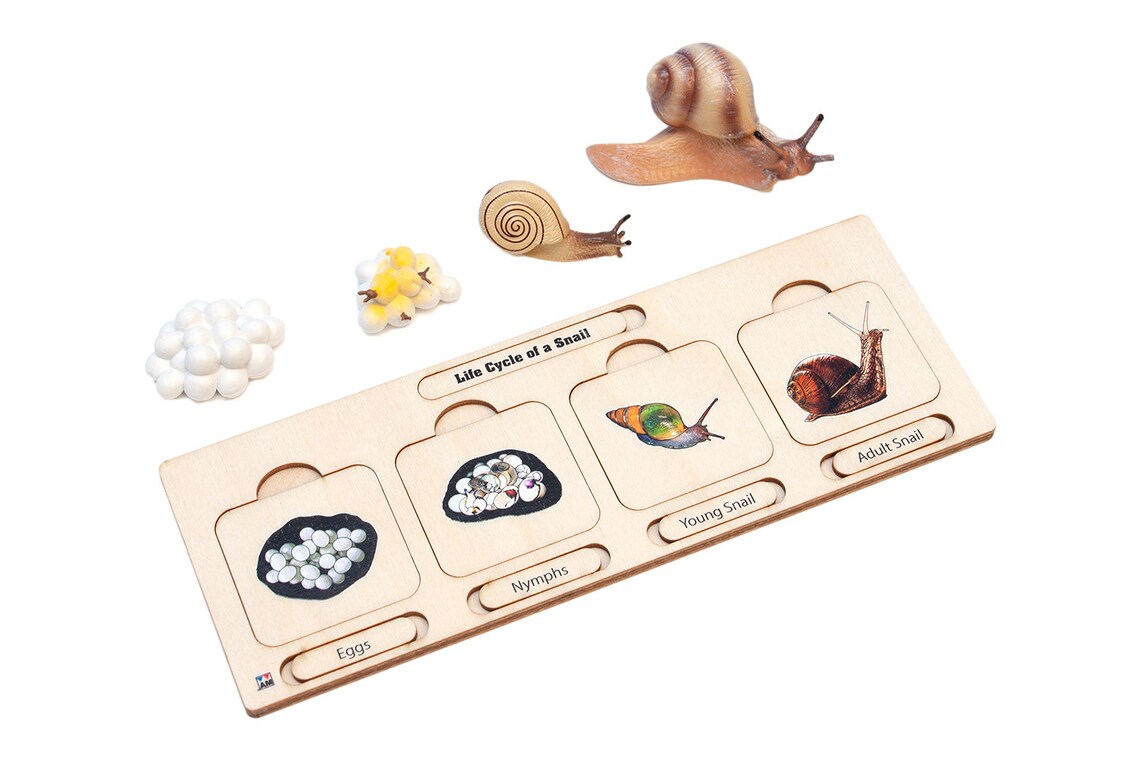 Wooden Life Cycle Set: Snail | Montessori Puzzles | Montessori Life ...