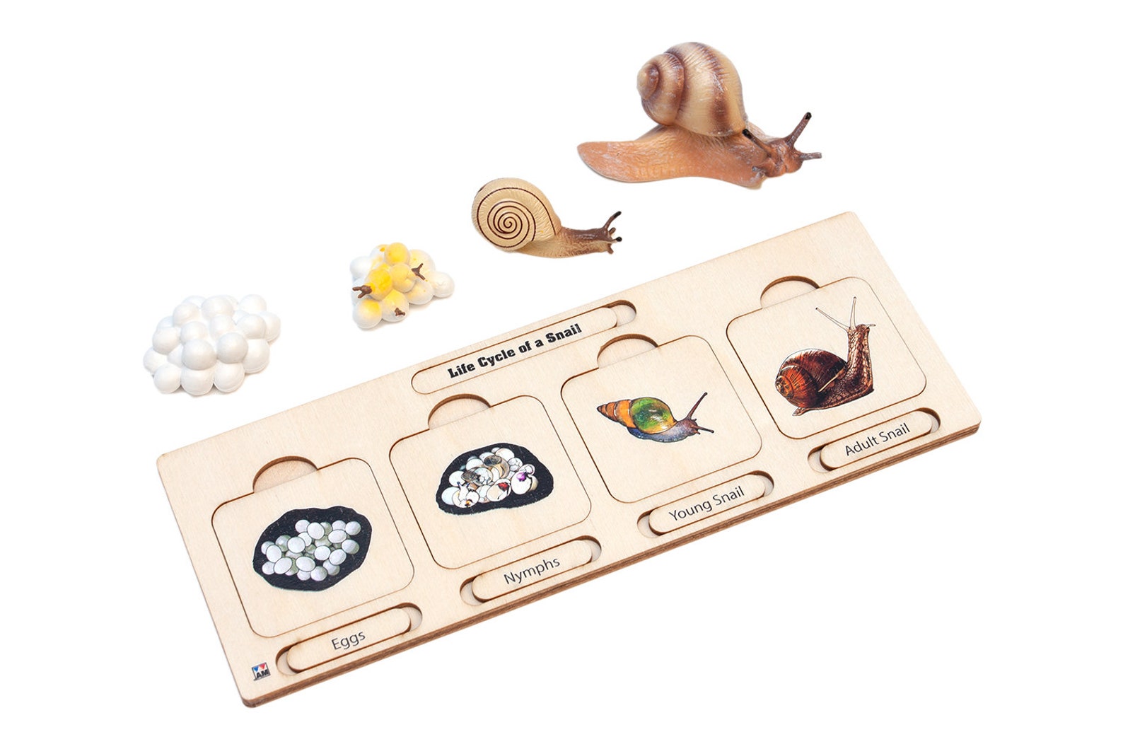 Wooden Life Cycle Set: Snail | Montessori Puzzles | Montessori Life ...