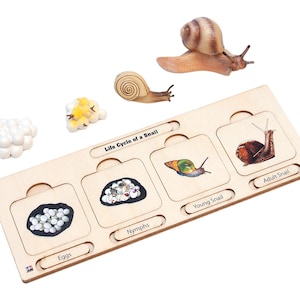 Wooden Life Cycle Set: Snail | Montessori Puzzles | Montessori Life ...
