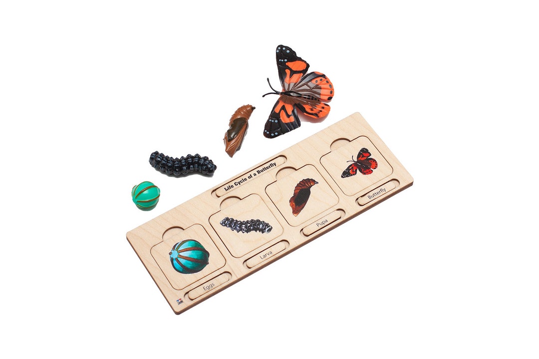 Wooden Life Cycle of a Butterfly | Butterfly Model | Butterfly Life ...
