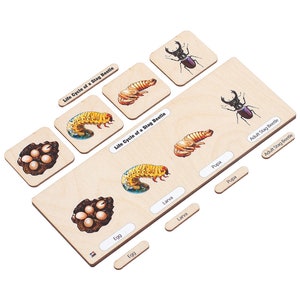 Wooden Life Cycle of a Beetle Puzzle | Montessori Life Cycle ...