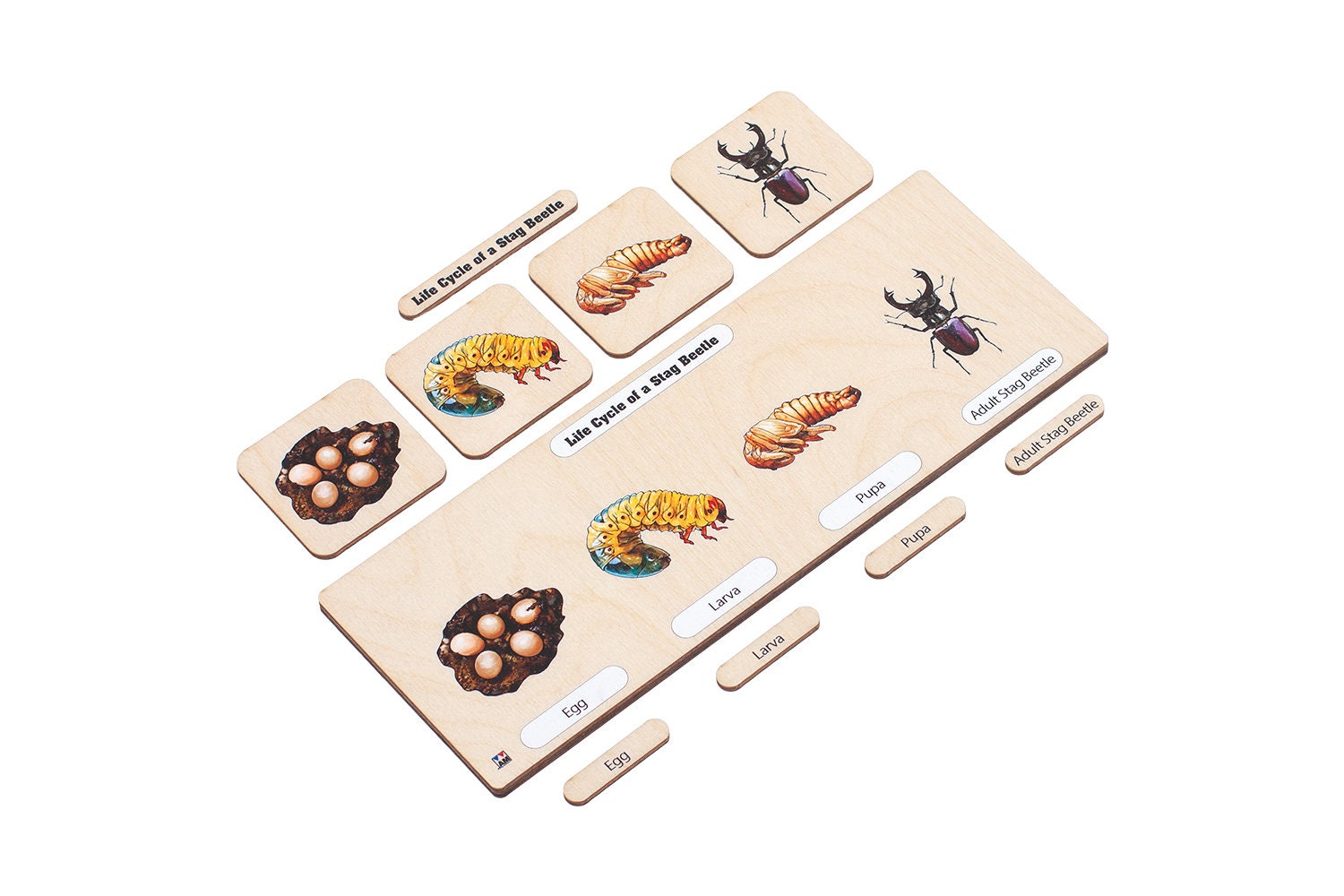 Wooden Life Cycle of a Beetle Puzzle Montessori Life Cycle ...