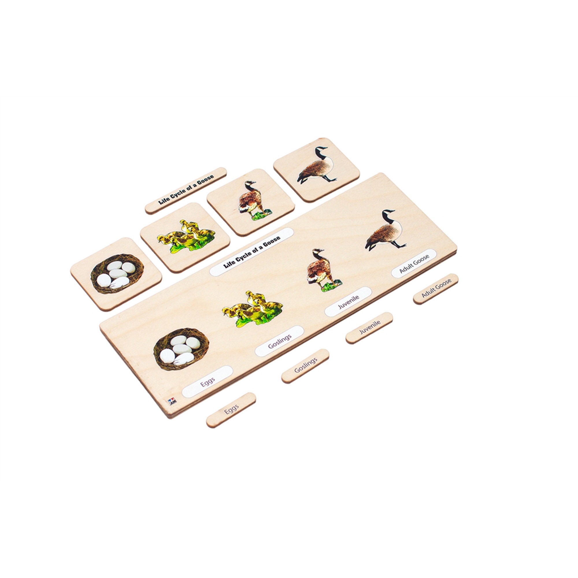 Wooden Life Cycle of a Goose Puzzle Montessori Materials Homeschool ...