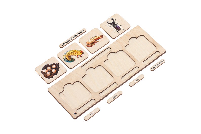 Wooden Life Cycle of a Beetle Puzzle Montessori Life Cycle - Etsy