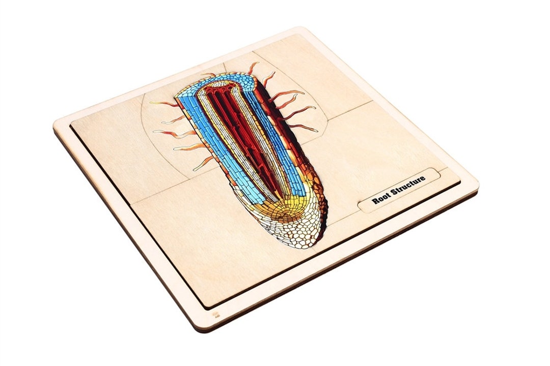 The Structure of a Root Puzzle | Montessori Puzzles | Botany Study ...