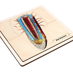 The Structure of a Root Puzzle | Montessori Puzzles | Botany Study ...