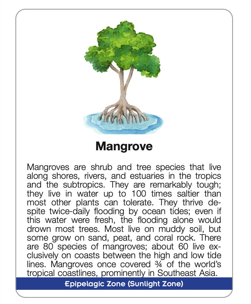 Layers of the Ocean Puzzle With Research Cards 6-9 printed Montessori ...